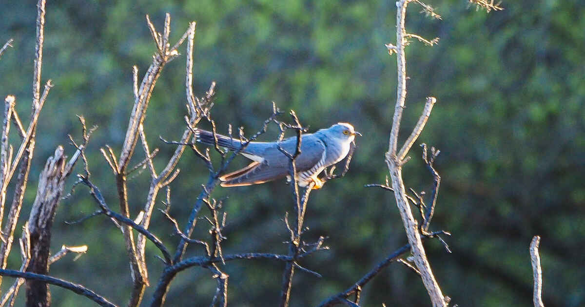 First Cuckoo: The Fame That Flew Away