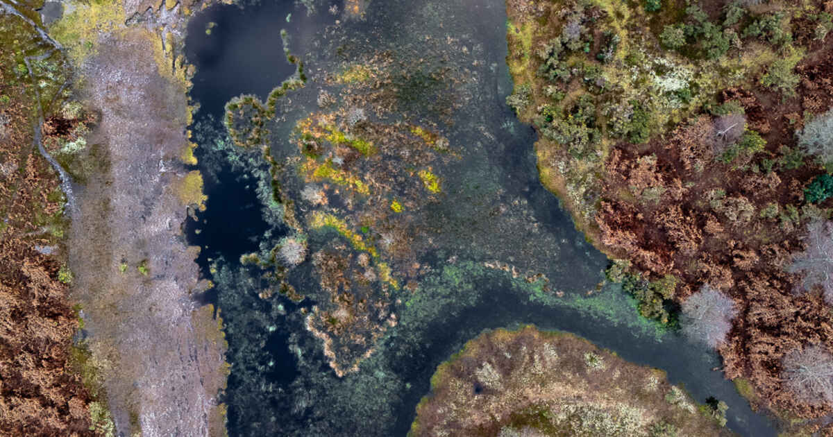 More than trees: Navigating The New Forest's Valley Mires